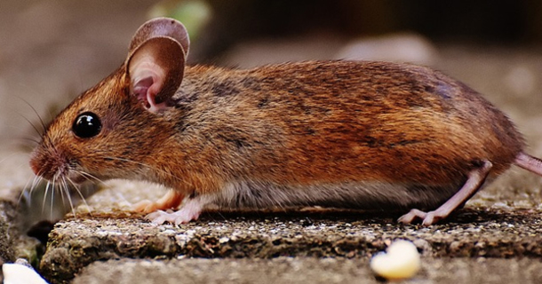 Say Goodbye To House Mice: Kick Them Out In 4 Simple Steps!