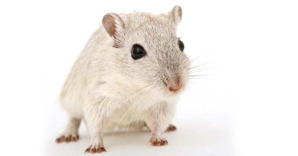 Kick Rats and Mice to the Curb in 4 Easy Steps!