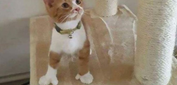 Meet Oliver A Cat With Thumbs