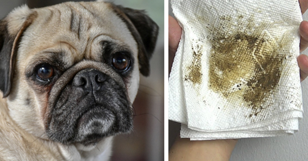 8 Tricks For Removing Dog Smell From Your House