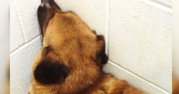 This Dog Was Unwanted And Without Love...Until A Facebook Post Changed ...