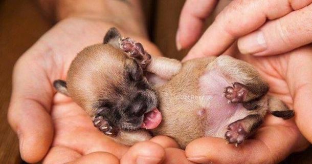 This Tiny Pup Is Going Through Hurdles To Live, Her Heart And Her Will ...