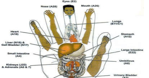 Fingers Say Alot About Your Health, Find Out How!