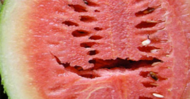 If You Open A Watermelon And See Cracks Like This Throw It Out ...