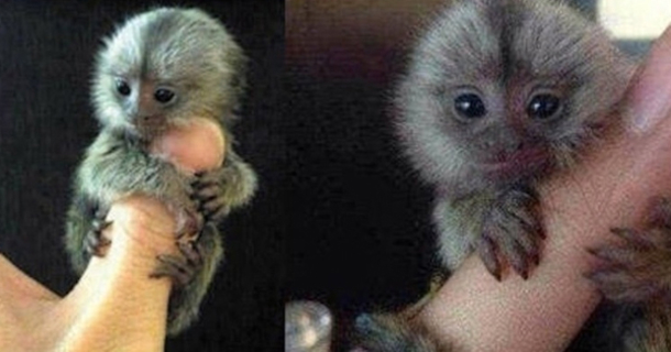$4,500 Pet Thumb Monkeys Are All The Rage In China