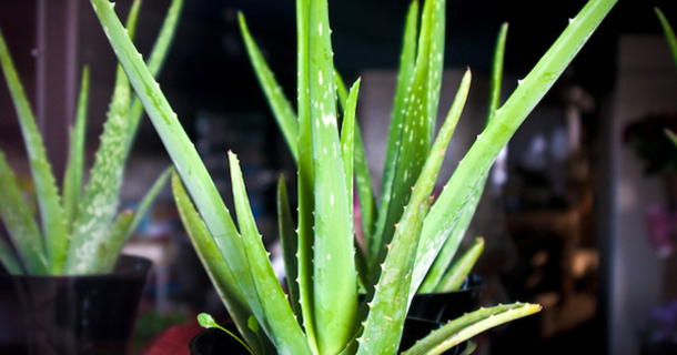 These 4 Plants For Your Bedroom Will Cure Insonia and Sleep Apnea