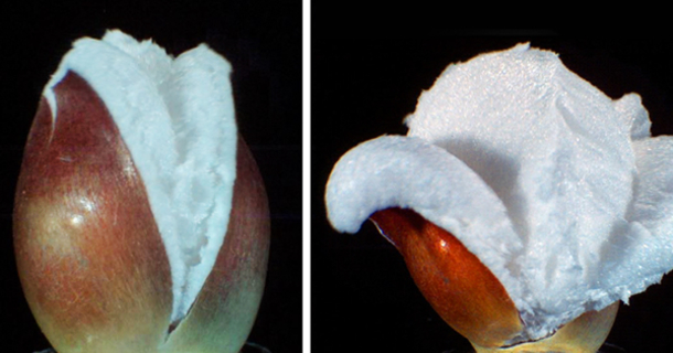 Never-Seen Before Video Of Corns Popping 1,250x Slower Than Real Time ...