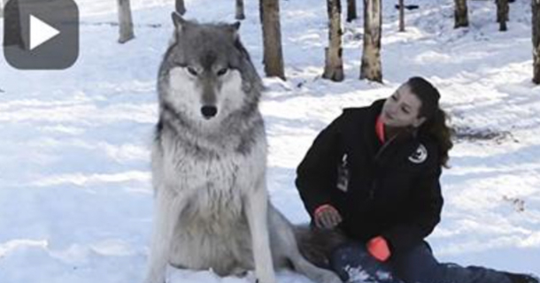 Giant Wolf Plops Down Beside Her, But Watch What Happens When They Make ...