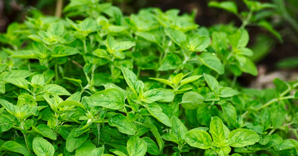 This Medicinal Grass Is Important, Yet Few Know About It's Benefits