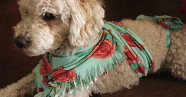 Ever seen a dog with a scarf wrapped around its body? This is the ...