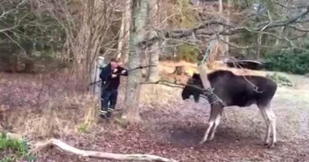 Man Confronts Moose Stuck In Tree, It Sees Him And Has A Shocking Reaction