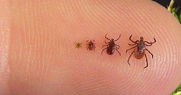 8 Safe, Natural Methods To Repel Pesky Ticks