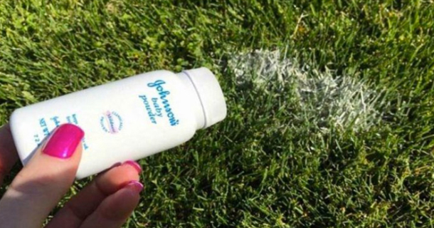Have You Tried Sprinkling Baby Powder In Your Garden? If Not, You're ...