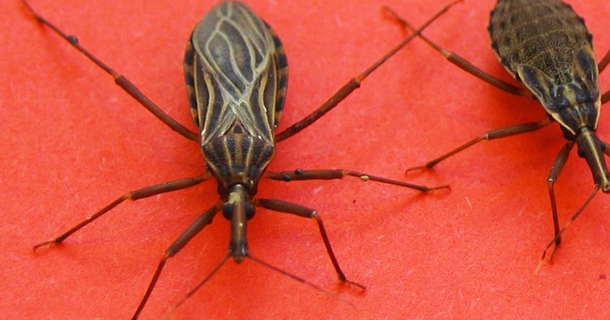 This Is Not A Regular Bug And They’re Starting To Pop Up Everywhere. If ...