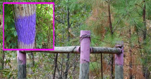 If You Stumble Across a Purple Fence Post, Here’s Why You Should STAY AWAY