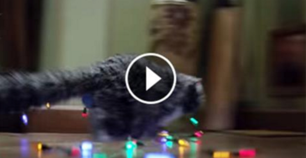 This Poor Cat Is Tangled In Christmas Lights. But I Was In Disbelief At ...