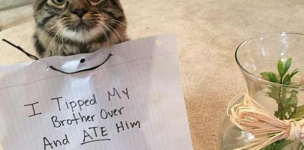 25 Cat Shaming Pictures All Cat Owners Will Understand