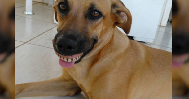 Man Notices Dog With Odd New Smile, Suddenly Realizes What Had Happened ...
