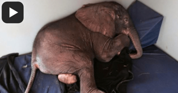Baby Elephant Abandoned By His Herd Is Depressed Until He Meets The ...