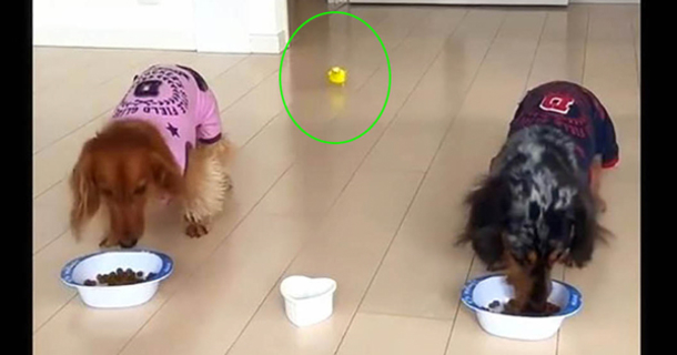 Two Dogs Run To Their Food Bowls When Bird Walks In, Mom's Record Clip ...