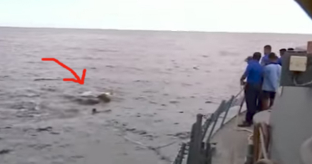 Navy Confused By Large Object Bobbing In Water. The Second They Realize ...