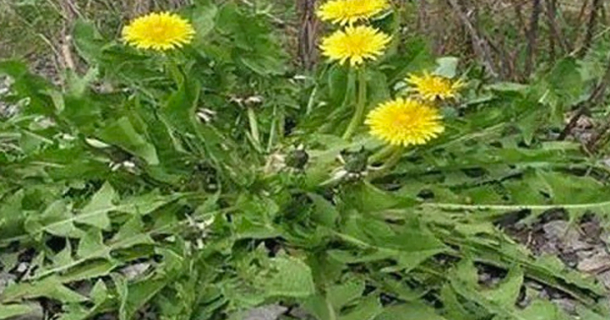 Only One Leaf of This Grass Present In Any Garden Can Save Your Life In ...