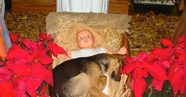 Homeless Puppy, Freezing & Alone, Lays With Baby Jesus At Nativity ...