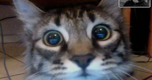 Cat Recognizes Owner On Webcam Pictures, Photos, and Images for ...