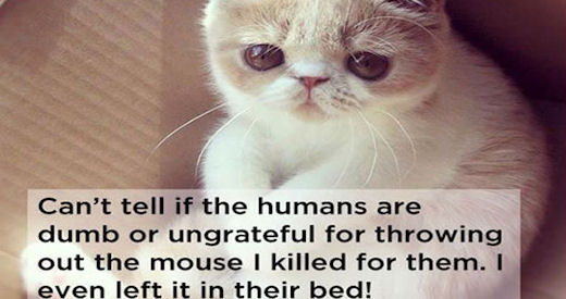 20 Cat Thoughts That Will Change Your Outlook On Everyday Life Pictures ...