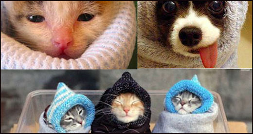 21 Adorable Animals Wrapped In Blankets Like Burritos Pictures, Photos ...