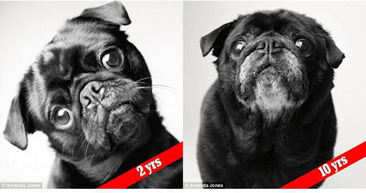 Dog Years Portraits Of Aging Dogs That Will Melt Your Heart Pictures ...