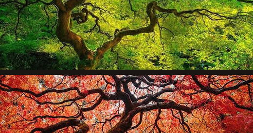 These Before-And-After Shots Remind Us That Fall Really IS The Best ...