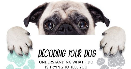 Decoding Your Dog Pictures, Photos, and Images for Facebook, Tumblr ...