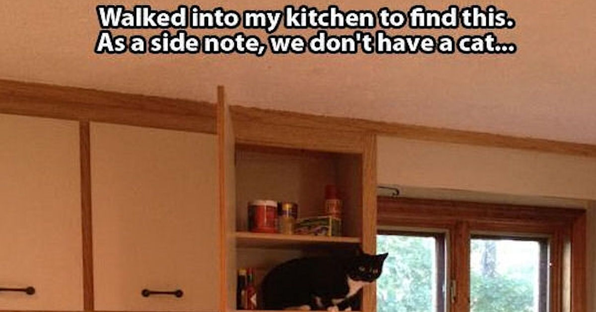 When People Find Random Cats Inside Their Homes Pictures, Photos, and ...