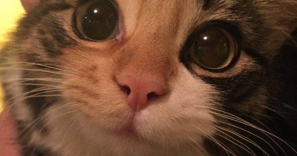 Sweet Kitty Pictures, Photos, and Images for Facebook, Tumblr ...