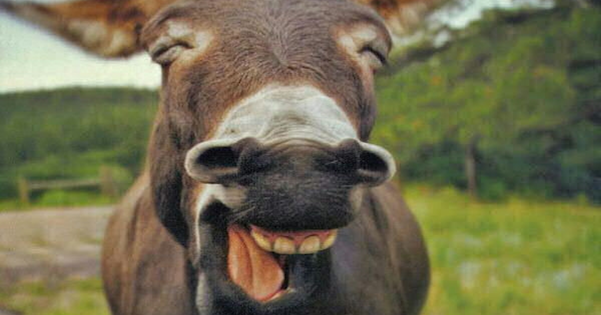 Adorable Smiling Animals Pictures, Photos, and Images for Facebook ...