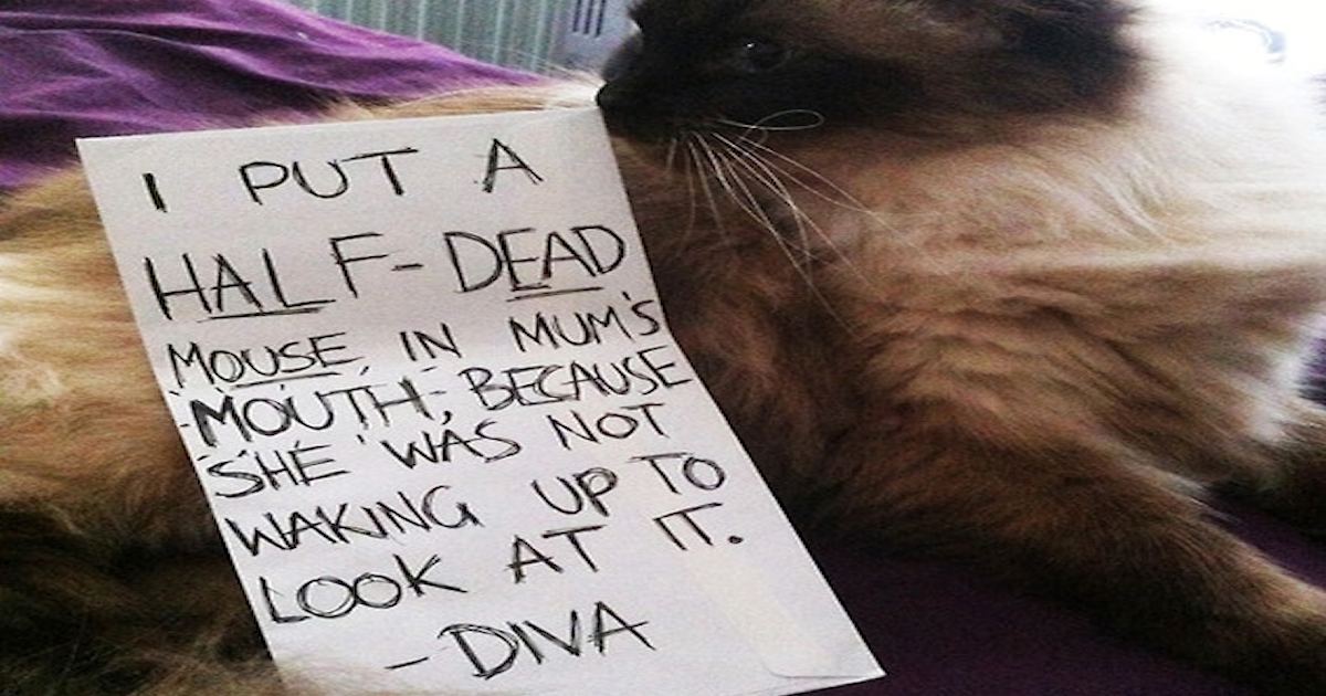Hilarious Cat Shaming Collection Pictures, Photos, and Images for ...