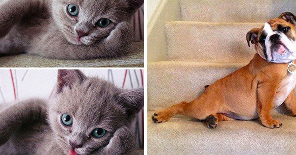 Here Are 24 Animals Who Might've Been Models In Their Past Lives ...