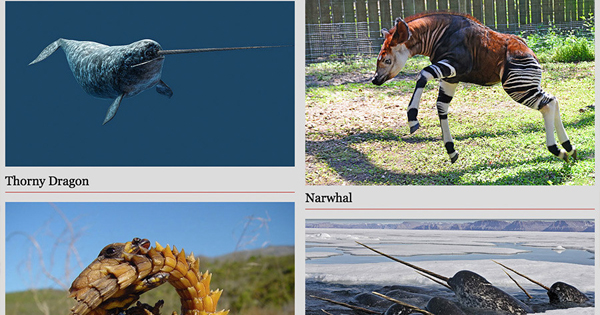 20 Bizarre Animals That You Never Knew Existed Pictures, Photos, and ...