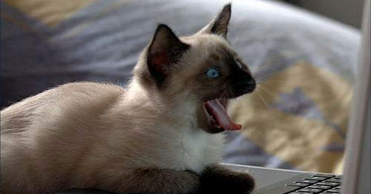 Cats Using Computers Pictures, Photos, and Images for Facebook, Tumblr ...