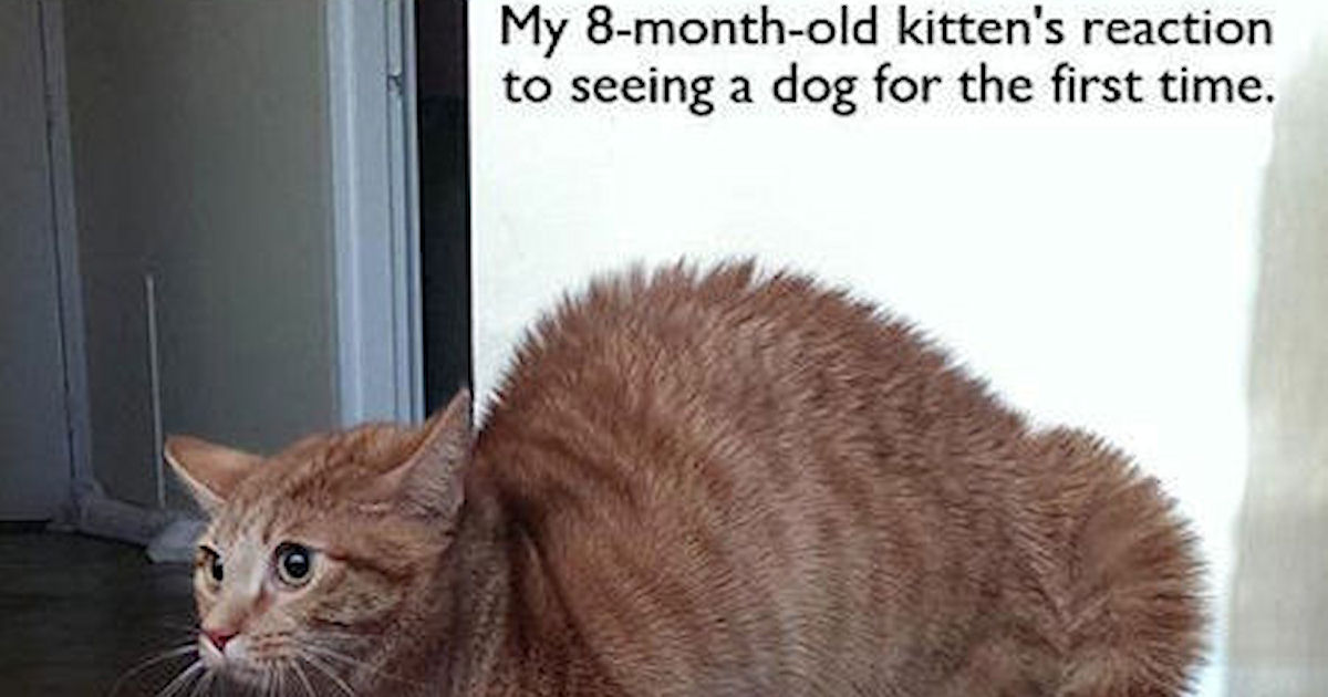 19 Animal Photographed Trying Things For The First Time Pictures ...