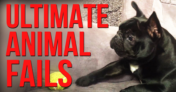 Ultimate Animal Fails Video Collection