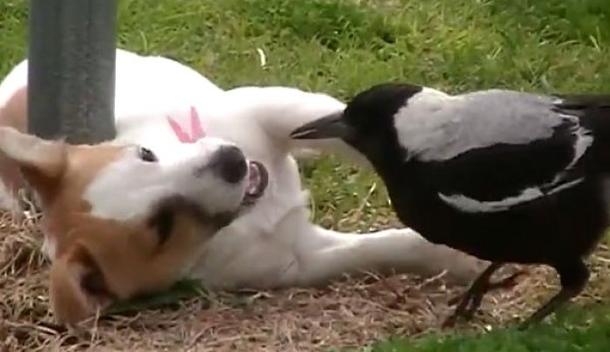 How This Dog Reacts When Approached By A Bird Will Surely Melt Your Heart