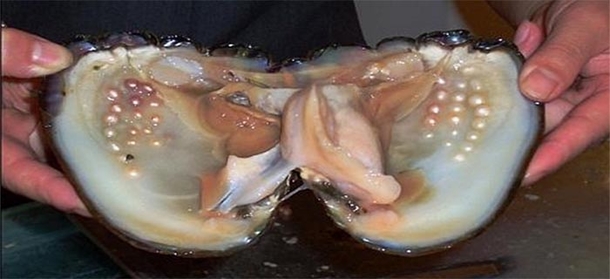 She Opens A Single Clam, But Is Shocked When She Finds THIS Inside! WOW!