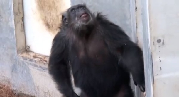 Caged Chimps Finally Get To See The Beauty Of Life For The First Time