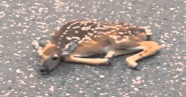 Newborn Deer Is Saved By A Special Hero And Reunited With Its Mother