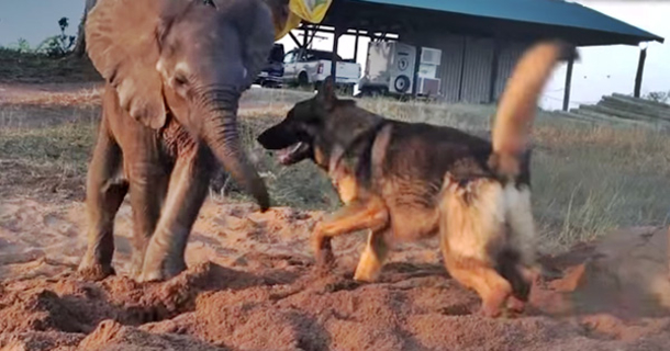 This Elephant Was About To Die Until An Unexpected Hero Saved The Day!