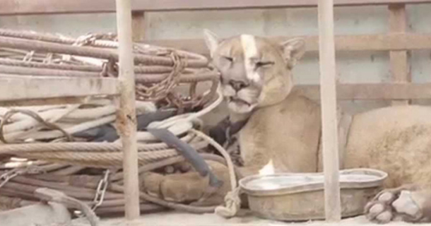 Mountain Lion Was Chained Up For 20 Years And Now Finally Can ...