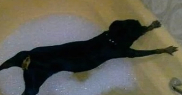 Dogs Just Don't Want To Bathe: Funny Dog Bathing Compilation