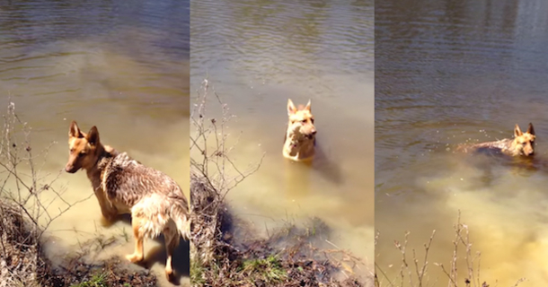 Dog Throws A Temper Tantrum And It Is Hilarious!